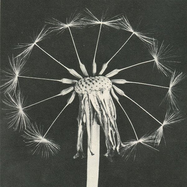 MAXINE FUNKE - Home Fi LP – Strangeworld Records